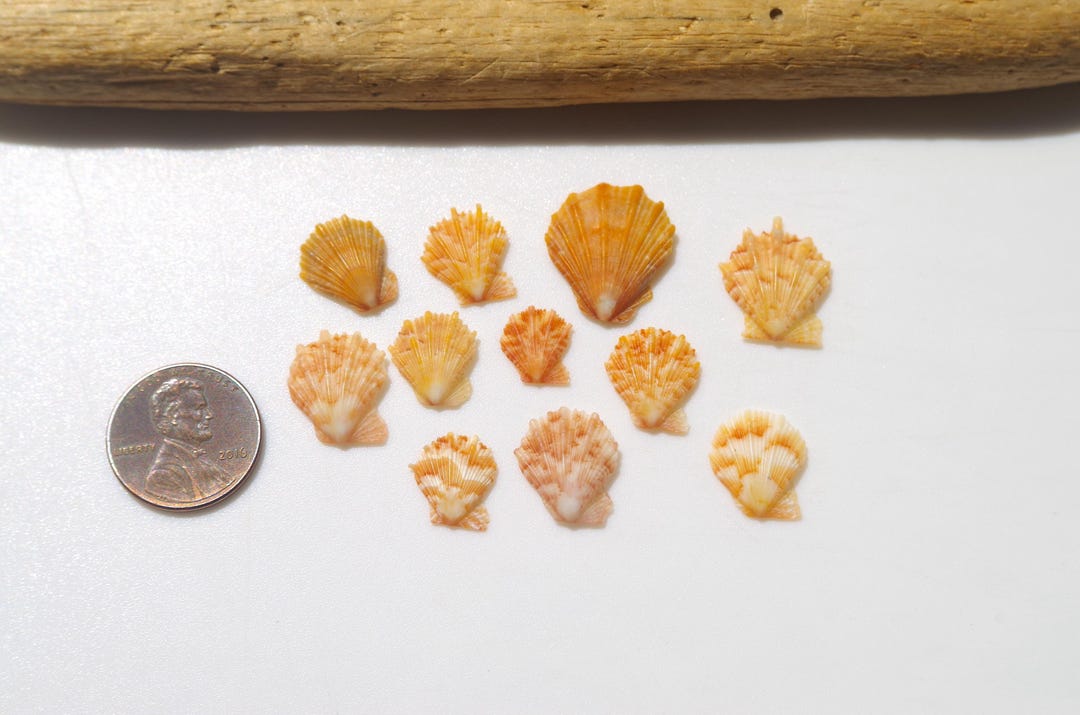 RARE Type / Japanese Sea Shells / Japanese Pecten / 100％ Genuine #O-74 ...