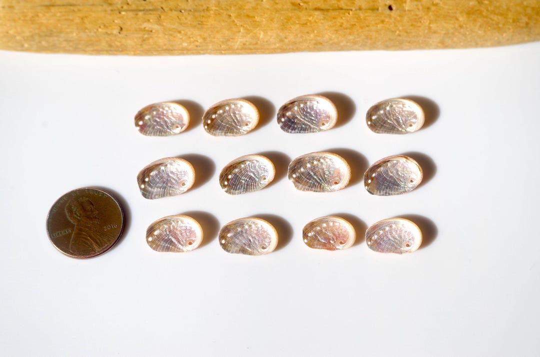SUPER RARE / Tiny Abalone Shell / Small Size / Sea Shells / 100% ...