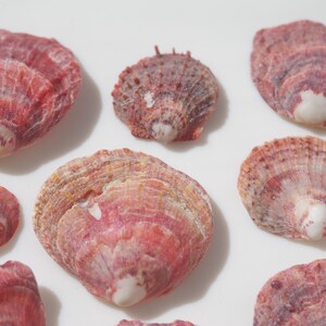 Spondylus / Spiny Oysters / Japanese Sea Shells / Japanese Pecten / 100 ...