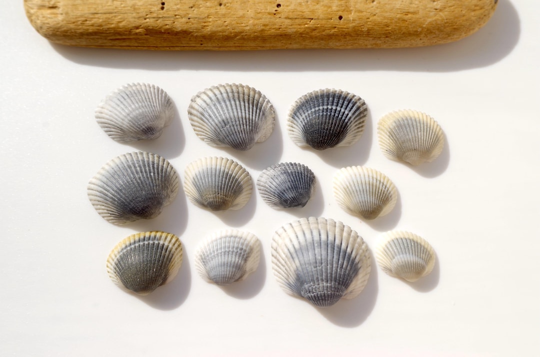 Gray Color / Japanese Sea Shells / Japanese Scallop / Pecten Sinensis ...