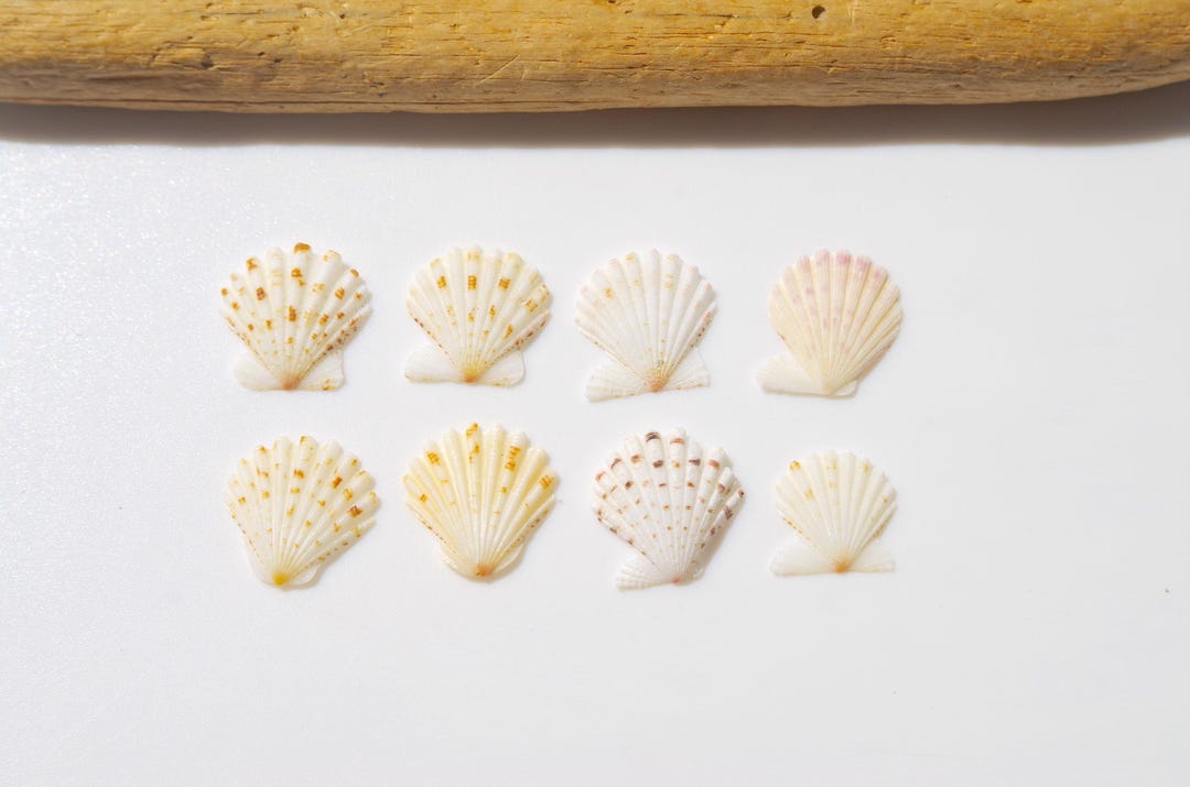 RARE Type / Japanese Sea Shells / Japanese Pecten / 100％ Genuine #N-97 ...