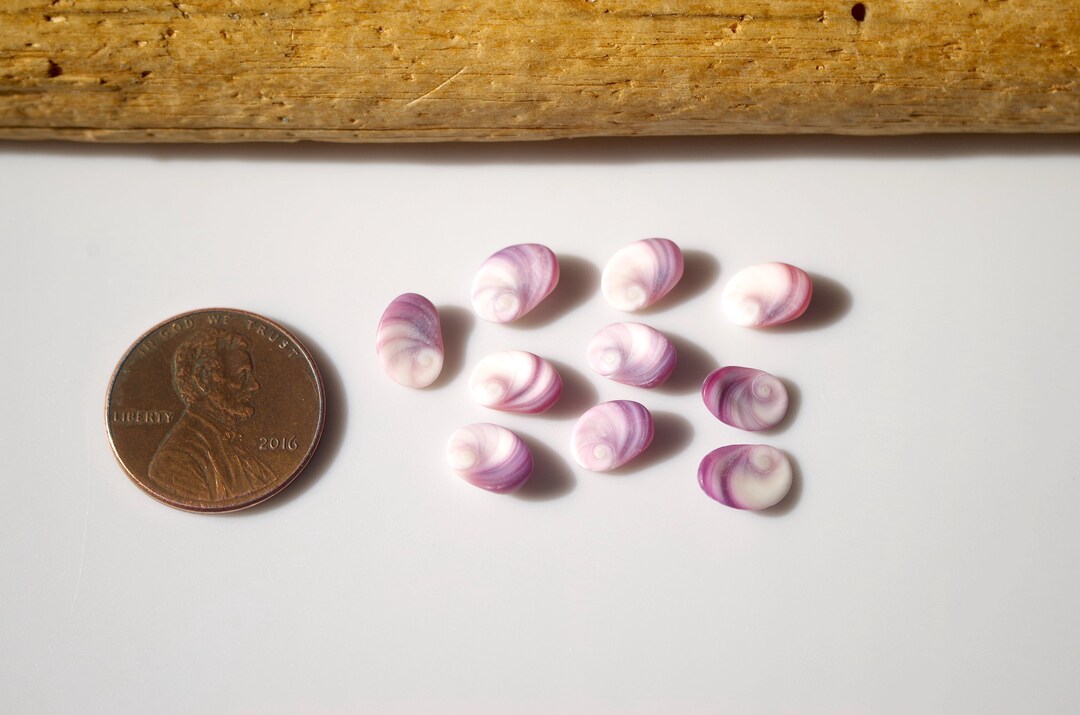 Conch Shell's Lid / Astralium Haema / Japanese Sea Shells / 100% ...