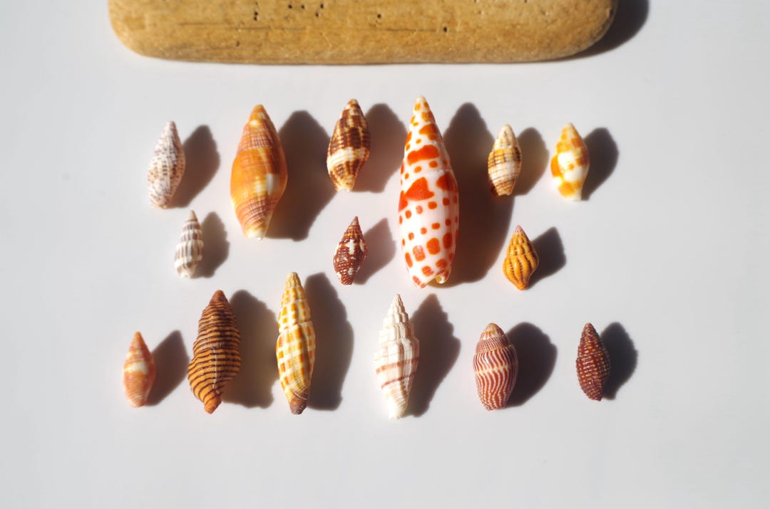 RARE / Japanese Shell / Sea Shells / 100% Natural & Genuine / for ...