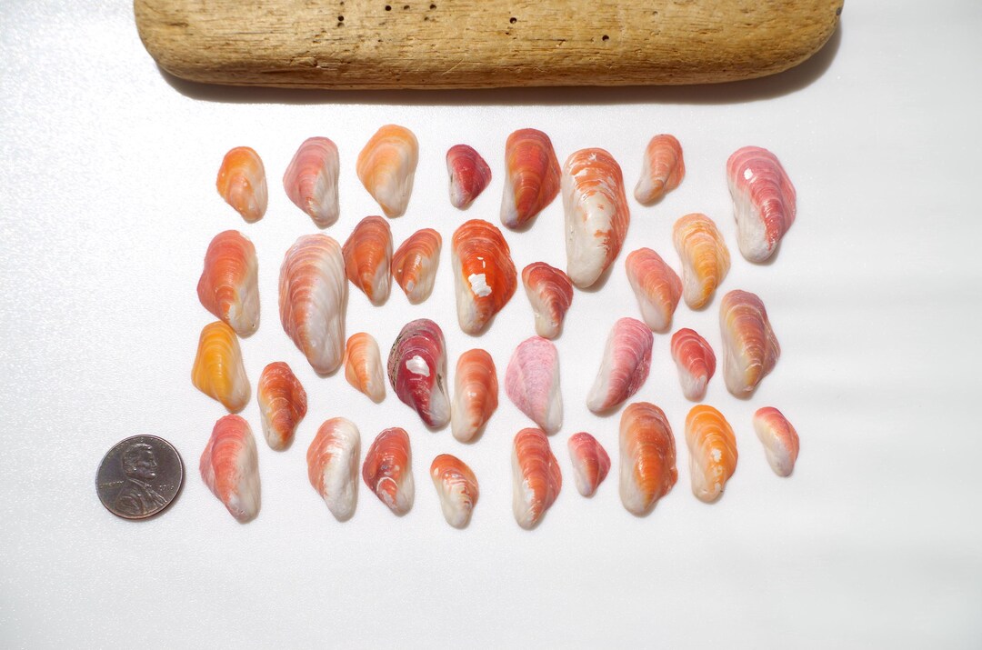 RARE Japanese Horse Mussel / Not Perfect Quality / Modiolus Nipponicus ...