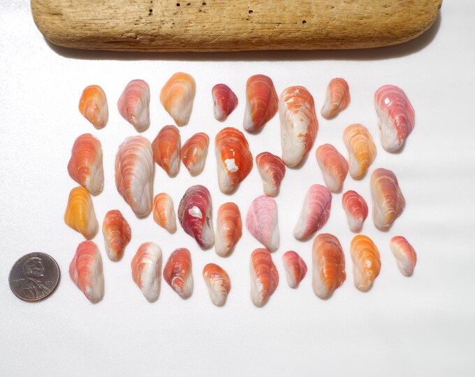 RARE Japanese Horse Mussel / Not Perfect Quality / Modiolus Nipponicus ...