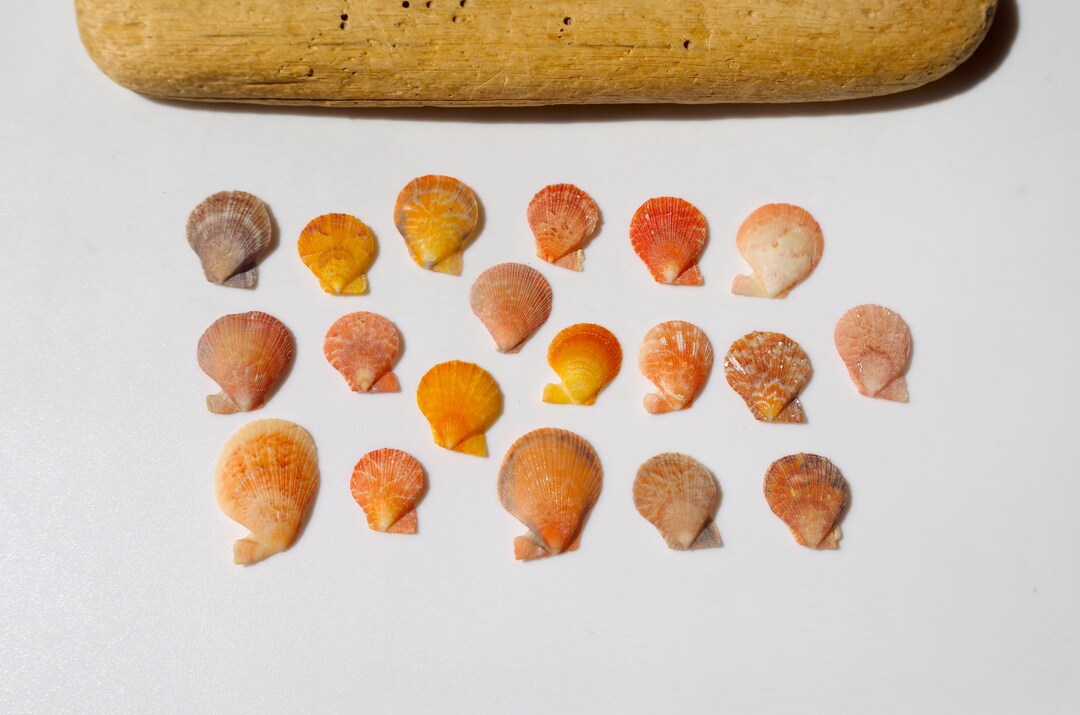 Various Color / Japanese Sea Shells / Japanese Pecten / 100％ Genuine #I ...