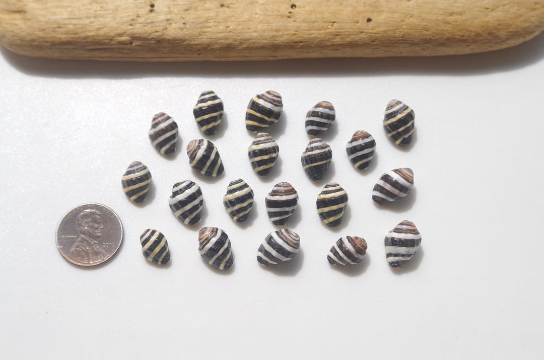 Border Pattern Sea Snail / Japanese Spiral Shell / Sea Shells / 100% ...