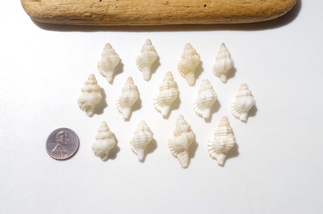 White Collection / Various Japanese Shells / Seashells From Japan Sea ...