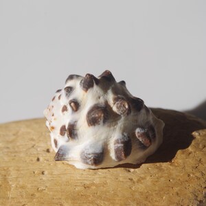 SUPER RARE / Okinawa Drupa Morum / Japanese Sea Shell/ 100% Genuine ...