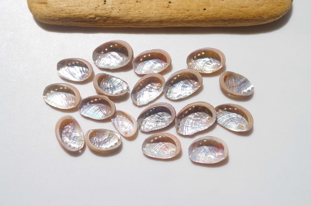 Japanese Abalone Shell / Sea Shells / 100% Natural & Genuine / for ...