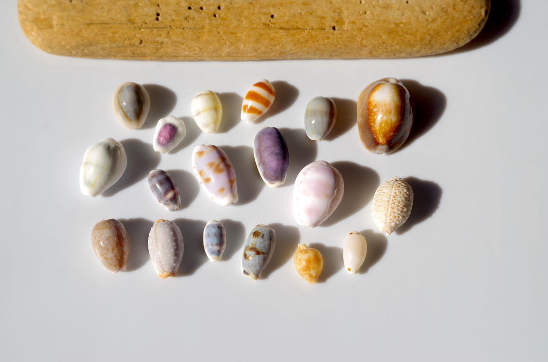 Various Cowrie / Japanese Cowry / Sea Shells / 100% Natural & Genuine ...