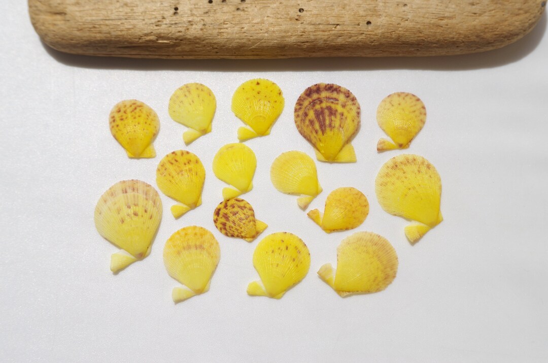 RARE Yellow Color Scallops / Japanese Sea Shells / Japanese Pecten ...
