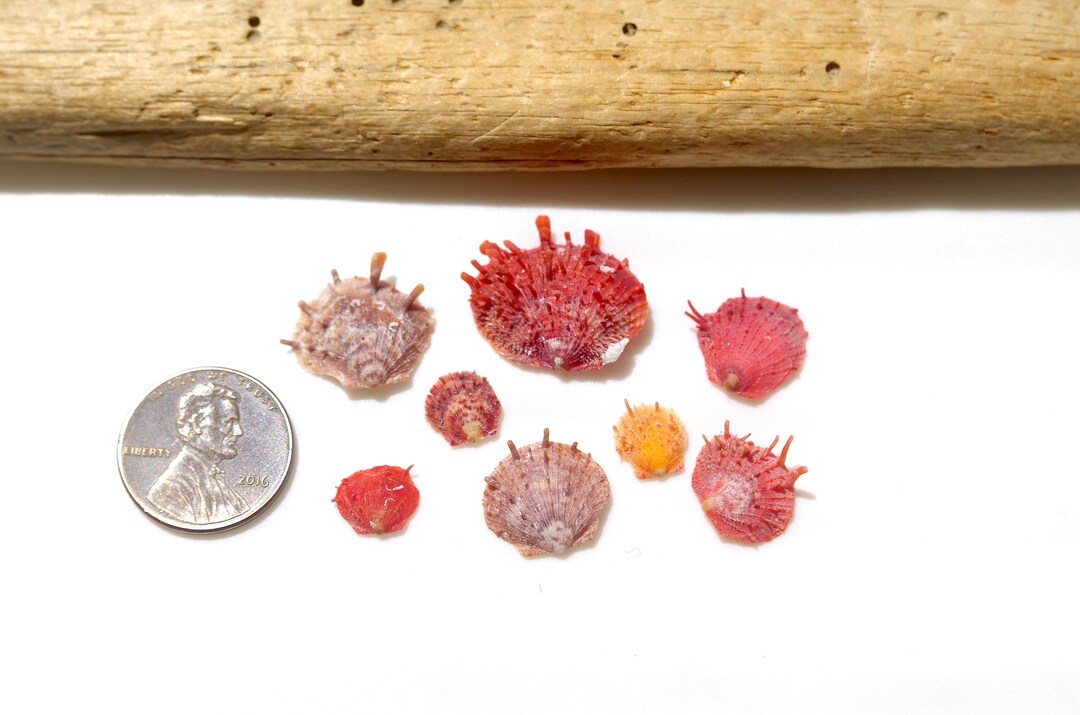 SUPER RARE / Spondylus / Japanese Sea Shells / Japanese Pecten / 100 ...