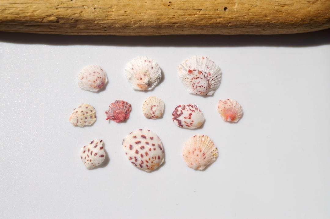 SUPER RARE / Spondylus / Japanese Sea Shells / Japanese Pecten / 100 ...