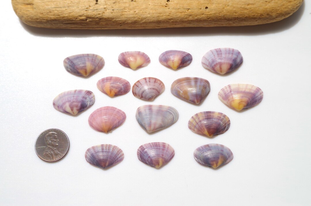 SUPER RARE / Purple Color Shell / Japanese Sea Shells / Sea Mussels ...
