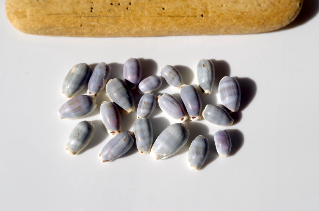 Pale Blue Color / Japanese Cowry / Sea Shells / 100% Natural , Genuine ...