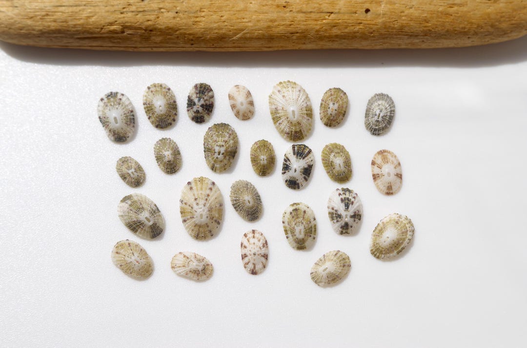 RARE Limpet / Macroschisma Sinense / Small Japanese Sea Shell / 100 Natural Genuine R-92 - Etsy