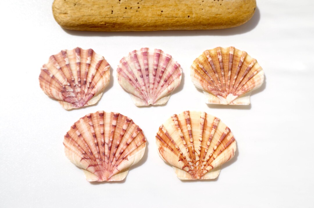 Japanese Sea Shells / Japanese Scallop / Pecten Sinensis Puncticulatus ...