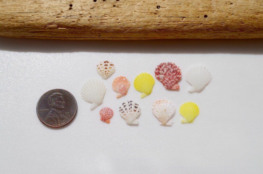 RARE Type / Various Color / Japanese Sea Shells / Japanese Pecten / 100 ...