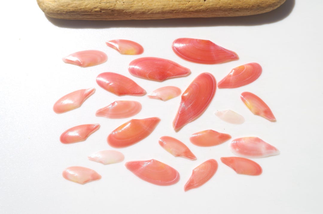 RARE / Pharaonella Sieboldii / Cherry Blossoms Shells / Japanese / 100 ...
