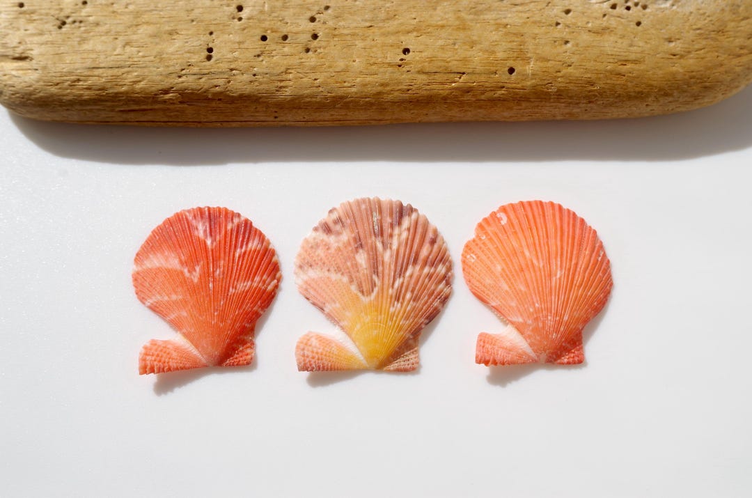 RARE Pattern Scallops / Japanese Pecten / Japanese Sea Shells ...