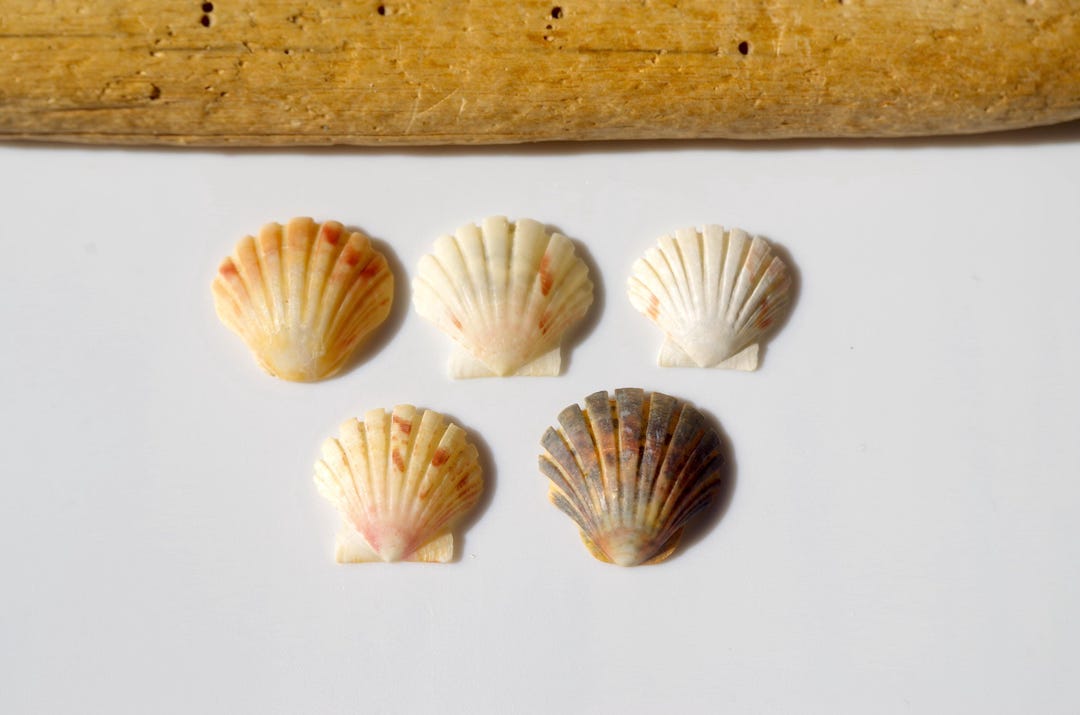 Small Japanese Sea Shells / Swift's Scallop / Pecten Albicans / 100 ...