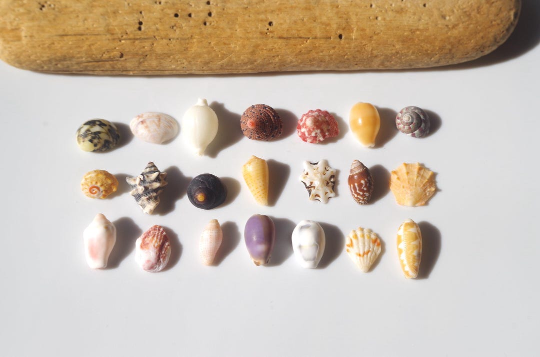 Various Japanese Shell / Sea Shells / 100% Natural & Genuine / for ...