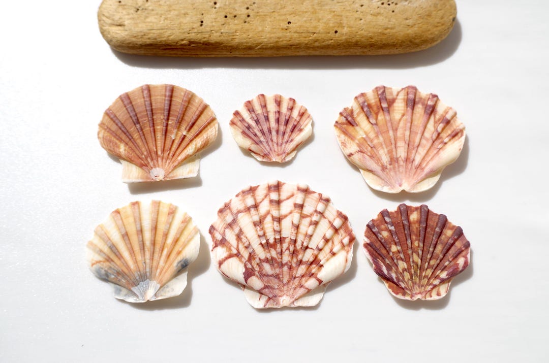 Japanese Sea Shells / Japanese Scallop / Pecten Sinensis Puncticulatus ...