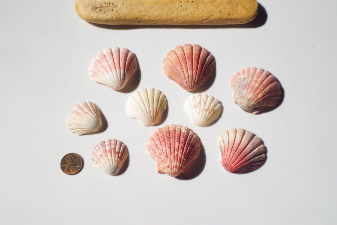 Japanese Sea Shells / Japanese Scallop / Pecten Sinensis - Etsy