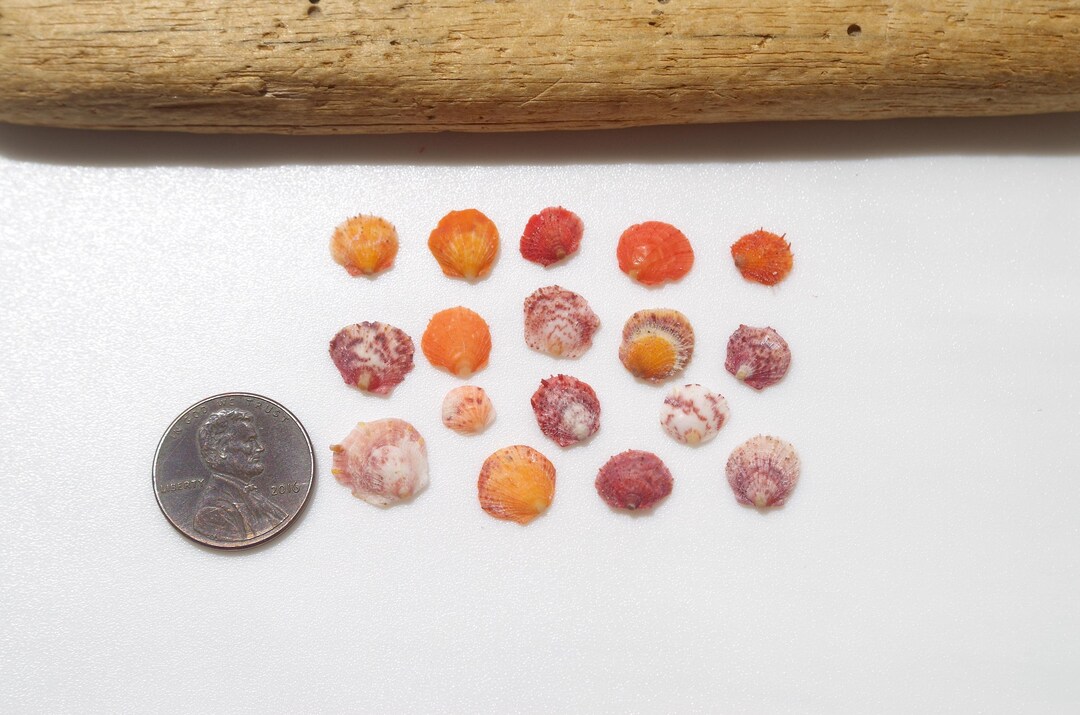SUPER RARE / Spondylus / Japanese Sea Shells / Japanese Pecten / 100 ...