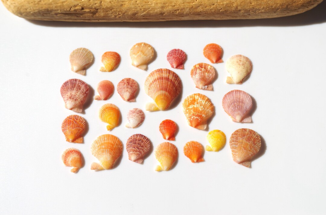 Cute Color / Japanese Sea Shells / Japanese Pecten / 100 Genuine F-33 ...