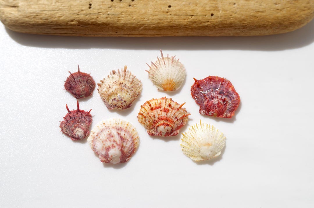 Spondylus / Spiny Oysters / Japanese Sea Shells / Japanese Pecten / 100 ...