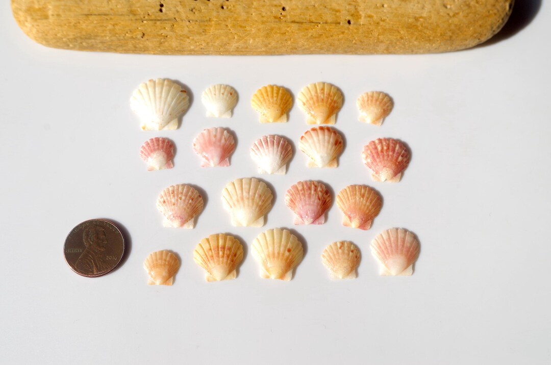 Tiny / Japanese Sea Shells / Japanese Scallop / Pecten Sinensis ...