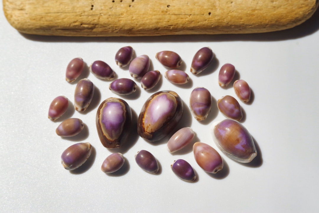 Purple Color / Japanese Cowry / Sea Shells / 100% Natural , Genuine ...