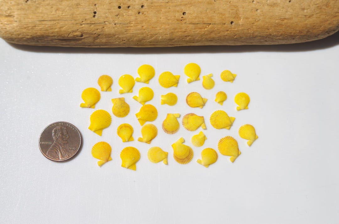 RARE Yellow Color / Japanese Sea Shells / Japanese Pecten / 100 ...