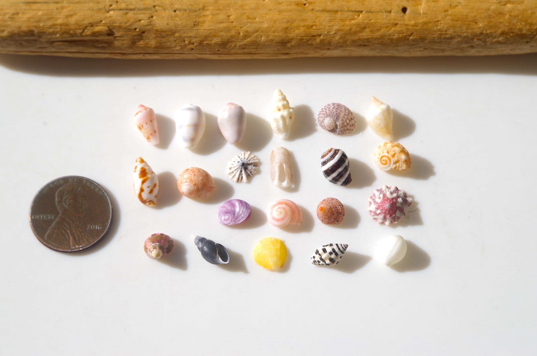 Tiny / Various Japanese Shell / Sea Shells / 100% Natural & Genuine ...