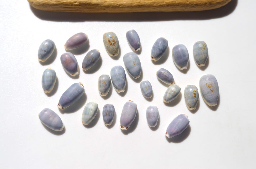 Pale Blue Color / Japanese Cowry / Sea Shells / 100% Natural , Genuine ...