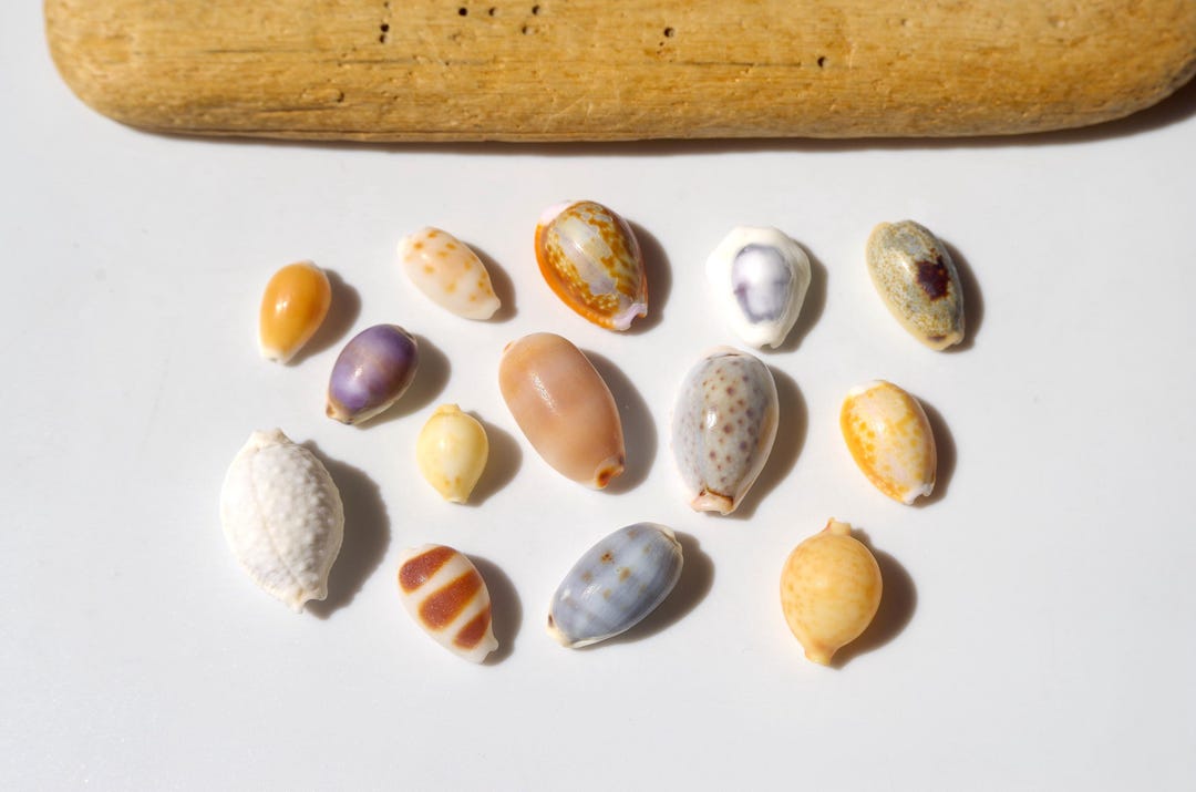 Various Cowrie / Japanese Cowry / Sea Shells / 100% Natural & Genuine ...