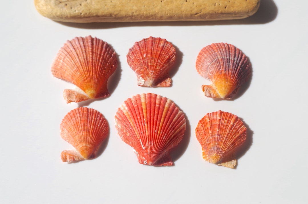 Middle Size / Japanese Sea Shells / Japanese Pecten / 100 Genuine E-80 ...