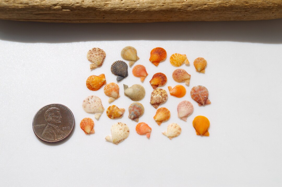 Tiny / Various Color / Japanese Sea Shells / Japanese Pecten / 100 ...