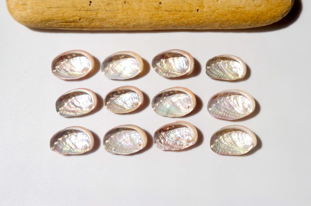 Japanese Abalone Shell / Sea Shells / 100% Natural & Genuine / for ...