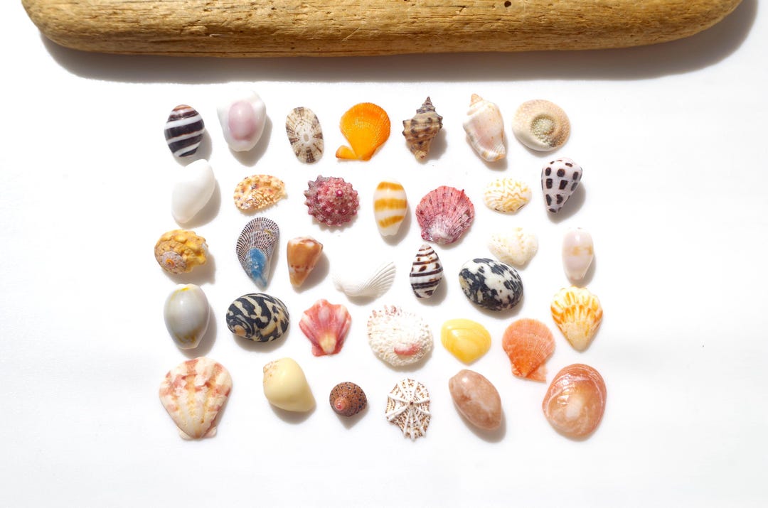 Small Various Japanese Shells / Seashells From Japan Sea / 100％ Natural ...