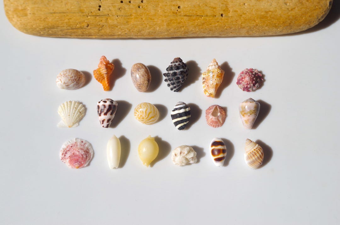Various Japanese Shell / Sea Shells / 100% Natural & Genuine / for ...