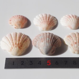 Small Japanese Sea Shells / Swift's Scallop / Pecten Albicans / 100 ...