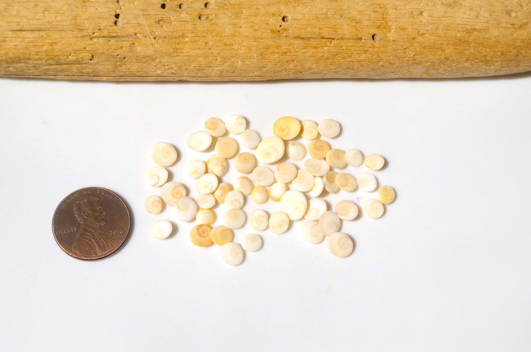 SUPER Tiny / Japanese Turban Shell Lid / Sea Shells / 100% Natural ...