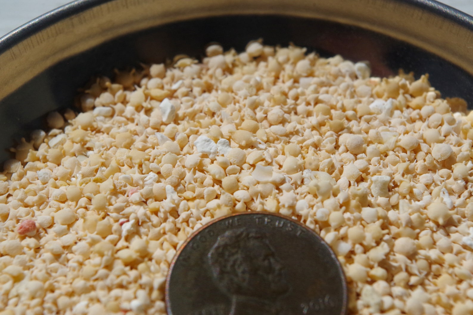 20g / Okinawa Star Sand / SUPER RARE / 100% Genuine & Natural ...