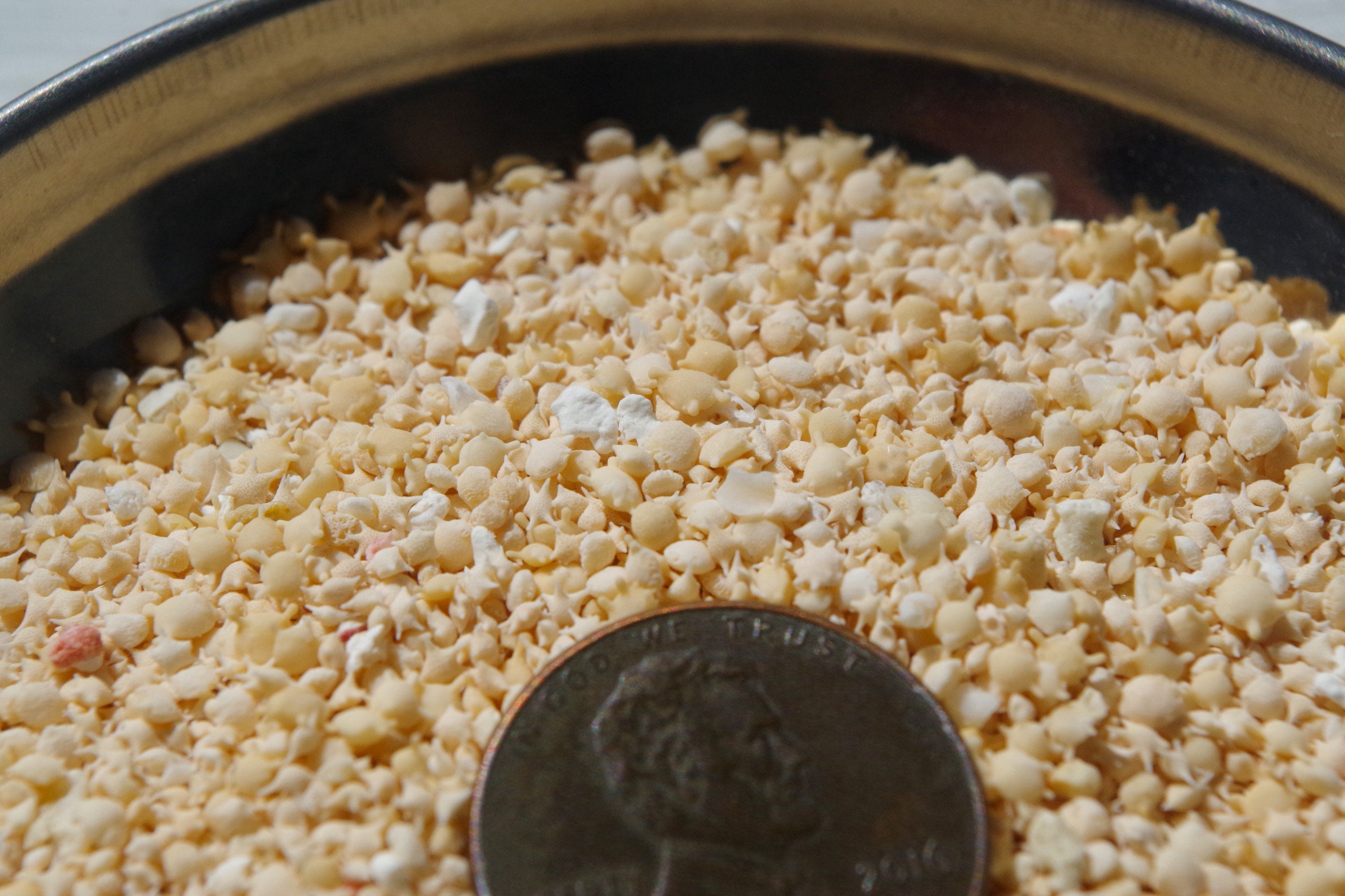 20g / Okinawa Star Sand / SUPER RARE / 100% Genuine & Natural - Etsy