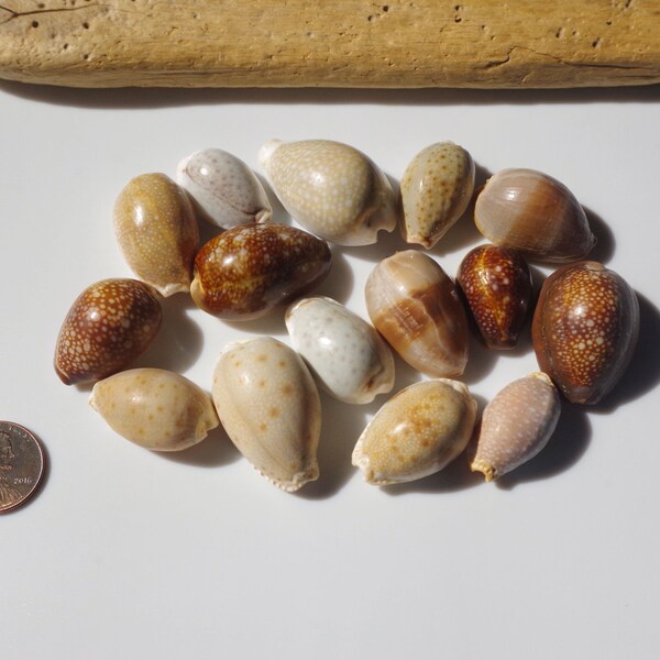 Rare Cowrie Shell - Etsy