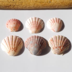 Small Japanese Sea Shells / Swift's Scallop / Pecten Albicans / 100 ...
