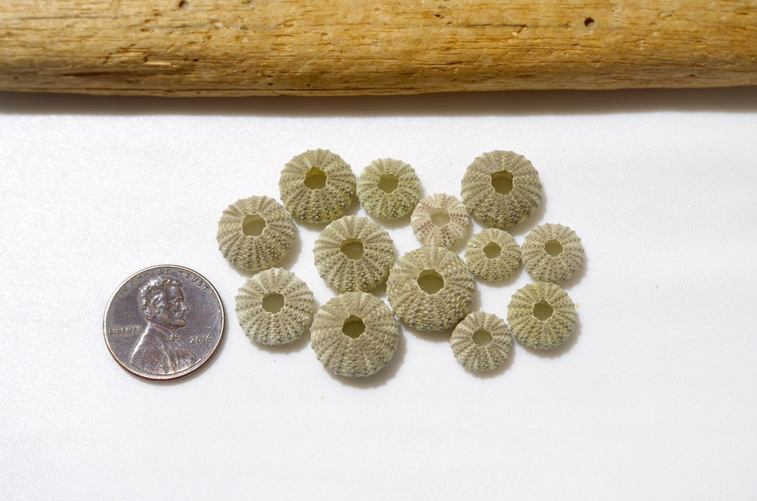 Japanese Sea Urchin / Temnopleurus Toreumaticus / Sea Shells / - Etsy